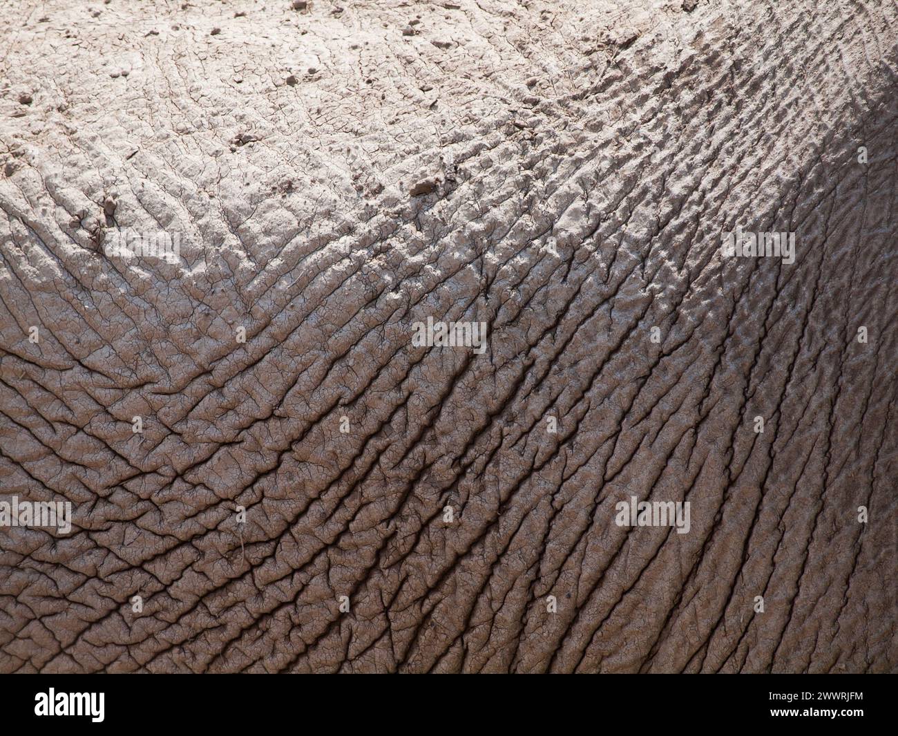 Elephant skin texture abstract hi-res stock photography and images - Alamy