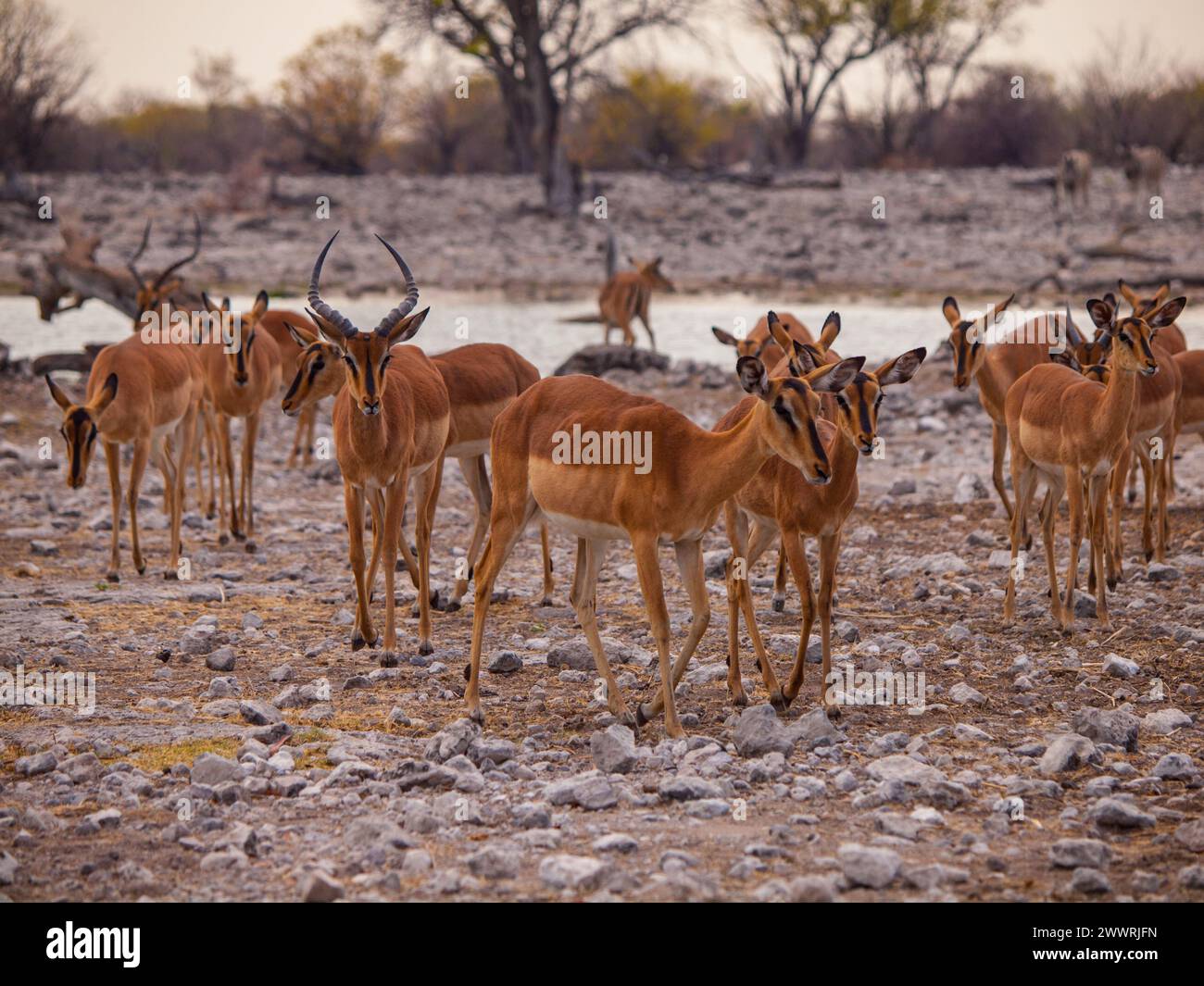 Impala herd near water hole Stock Photo - Alamy
