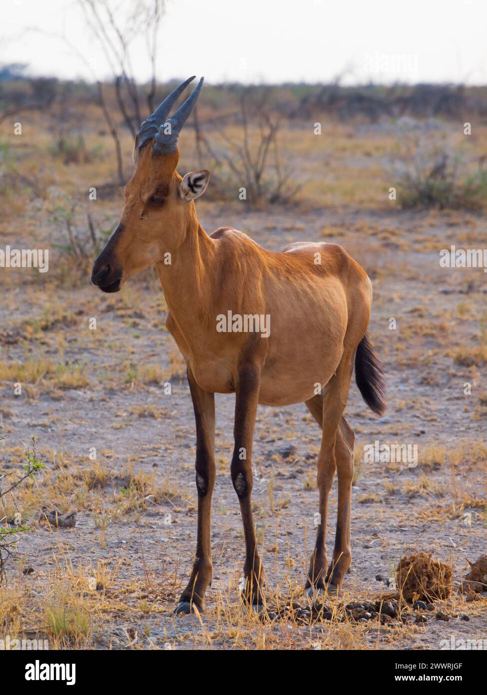 Red hertbeest in the savannah (Alcelaphus caama Stock Photo - Alamy