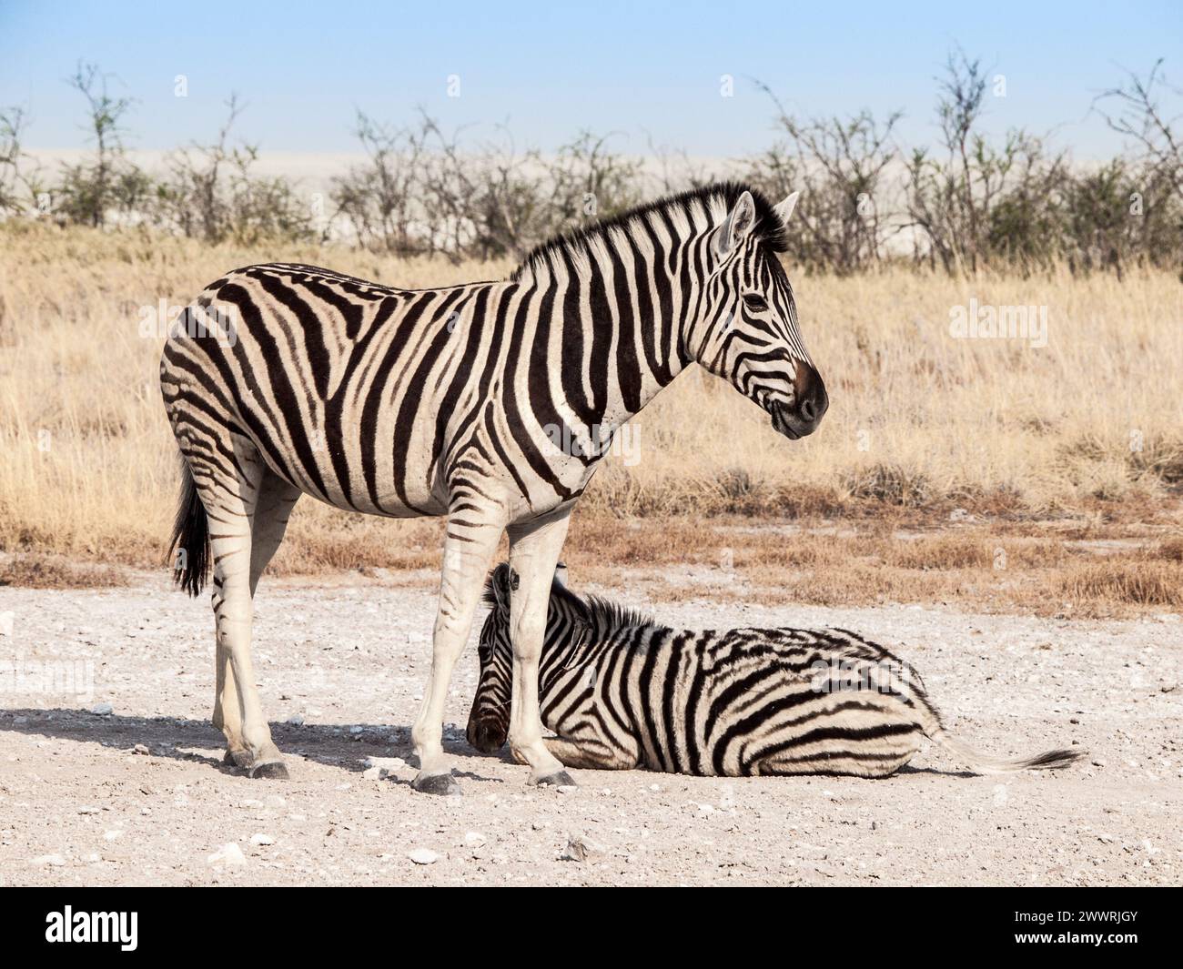 Two zebras in the savanna, Etosha National Park, Namibia, Africa Stock ...