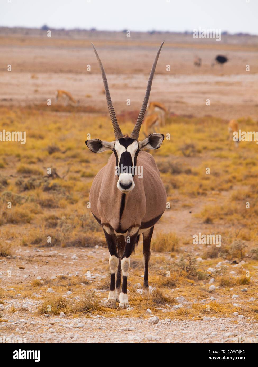 Straight horned antelope hi-res stock photography and images - Alamy