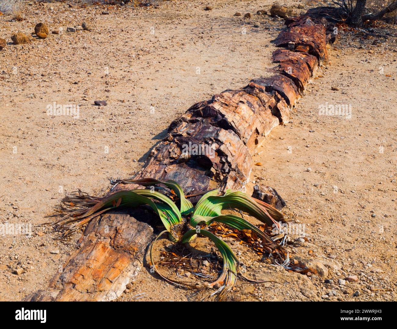 Welwitschia Mirabilis also named as living fossil, Petrified forest ...