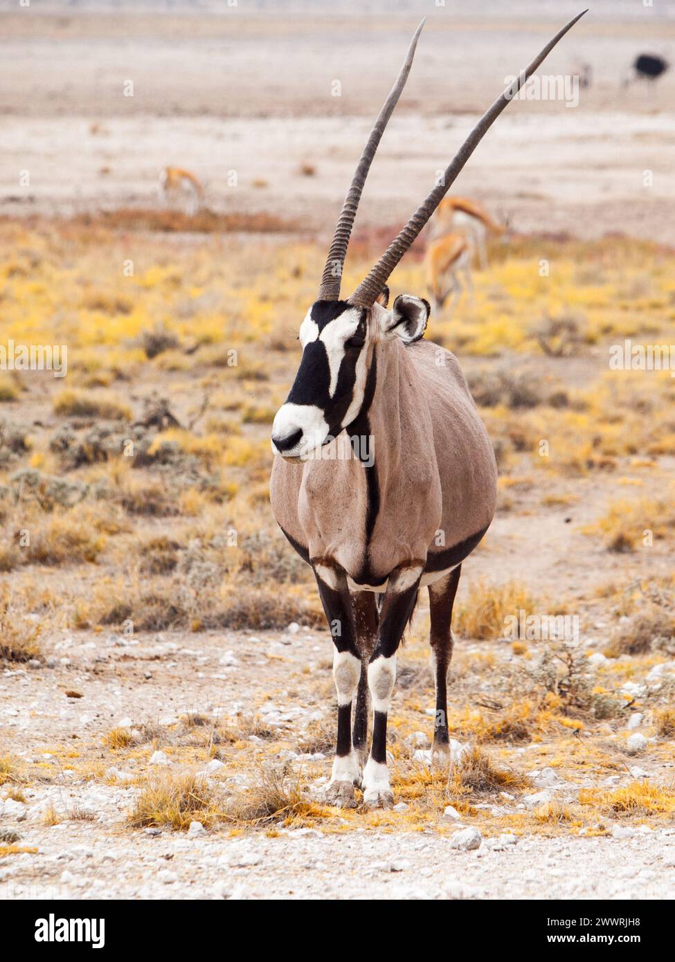 Long front horn hi-res stock photography and images - Alamy