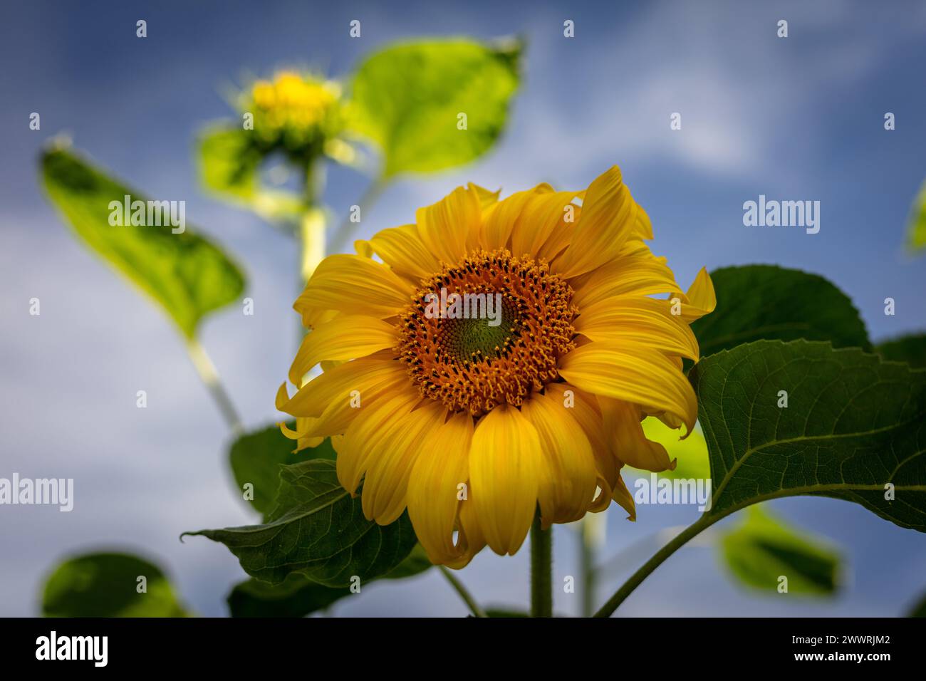 The common sunflower is a species of large annual forb of the genus ...