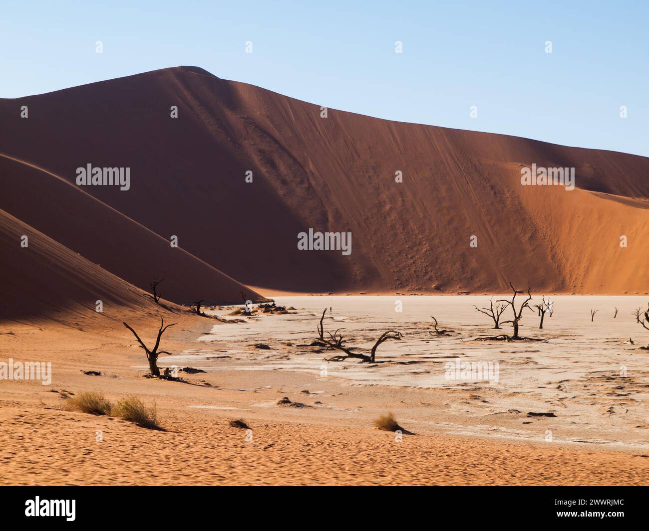Acacia trees in namib hi-res stock photography and images - Alamy