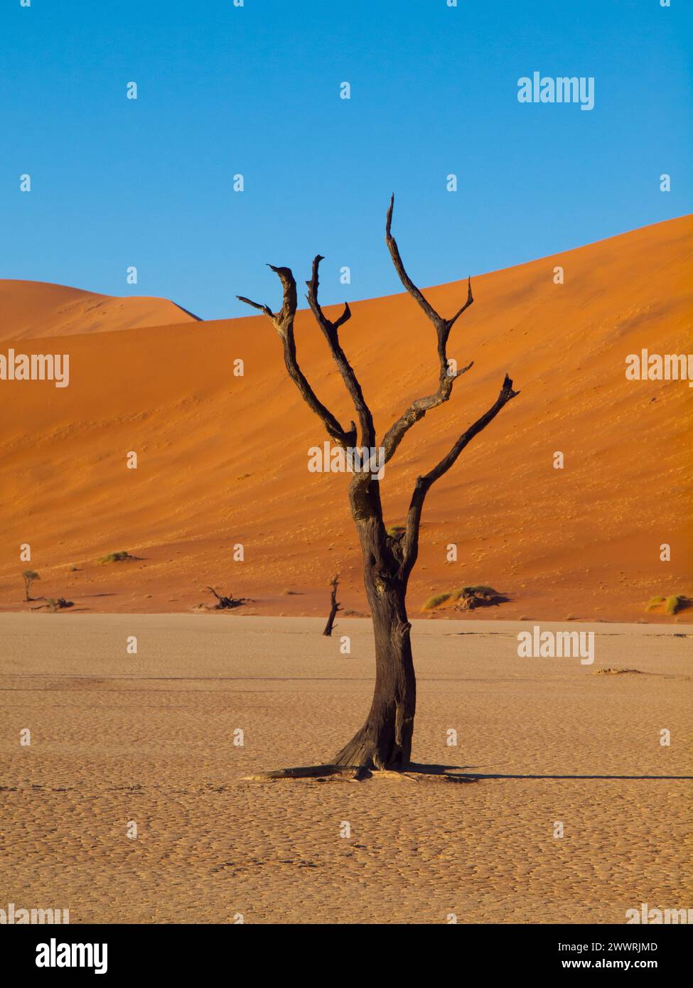 Dead trees in Sossusvlei (Namib desert, Namibia Stock Photo - Alamy