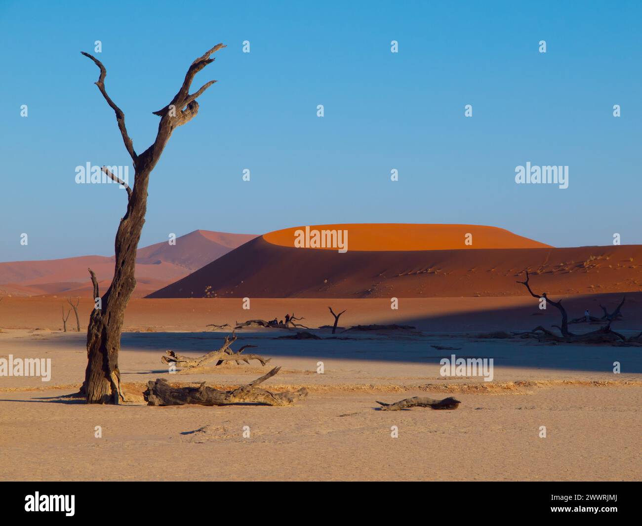 Dead acacia tree in Deadvlei of Namib desert (Namibia Stock Photo - Alamy