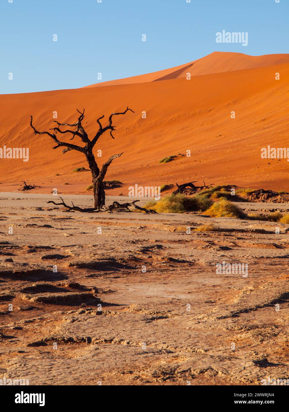 Dead acacia tree in Deadvlei of Namib desert (Namibia Stock Photo - Alamy