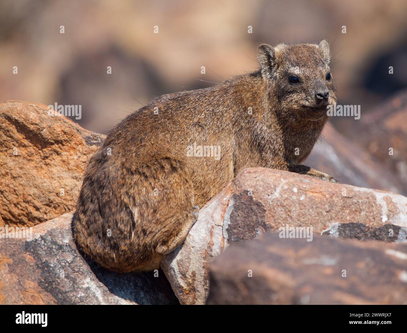 Closest relative of the elephant hi-res stock photography and images ...