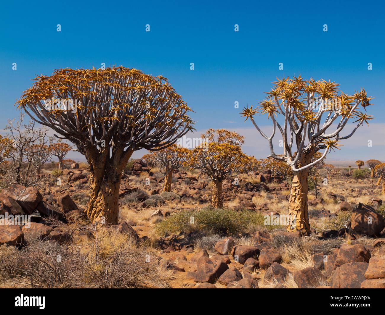 Giant quiver tree in hi-res stock photography and images - Alamy