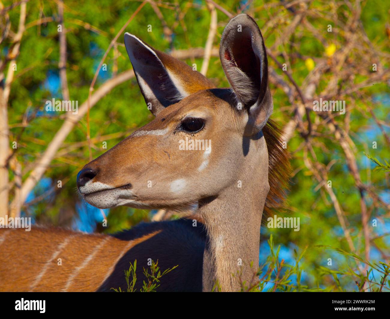 Female kudu antelope (Moremi Game Reserve, Botswana Stock Photo - Alamy