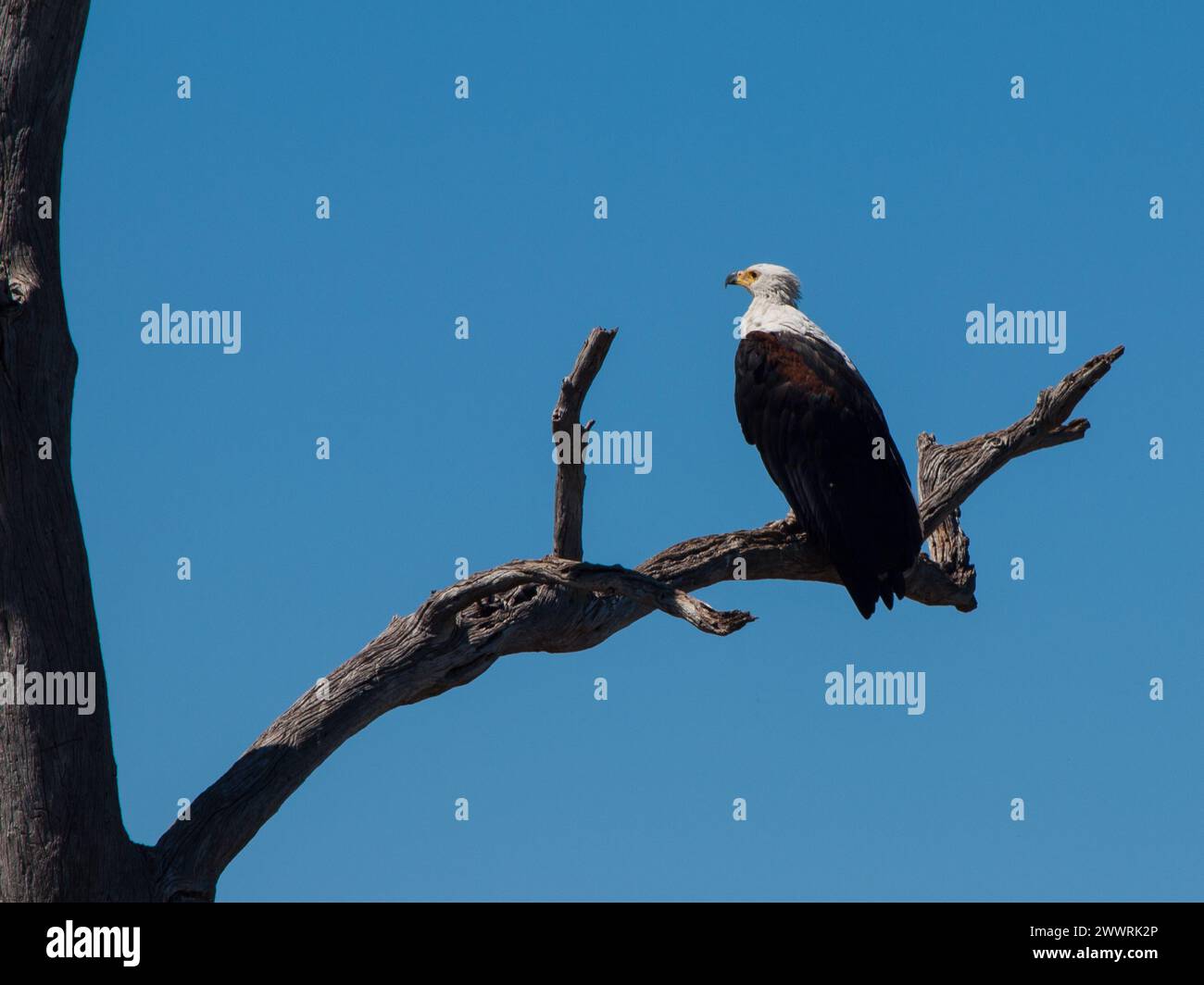 African fish eagle namibia hi-res stock photography and images - Alamy