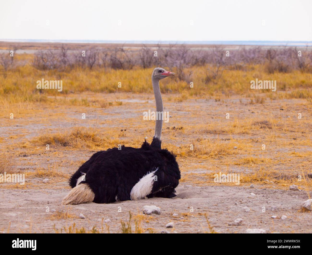 Ostrich sitting on the ground in dry savanna of Chobe National Park ...