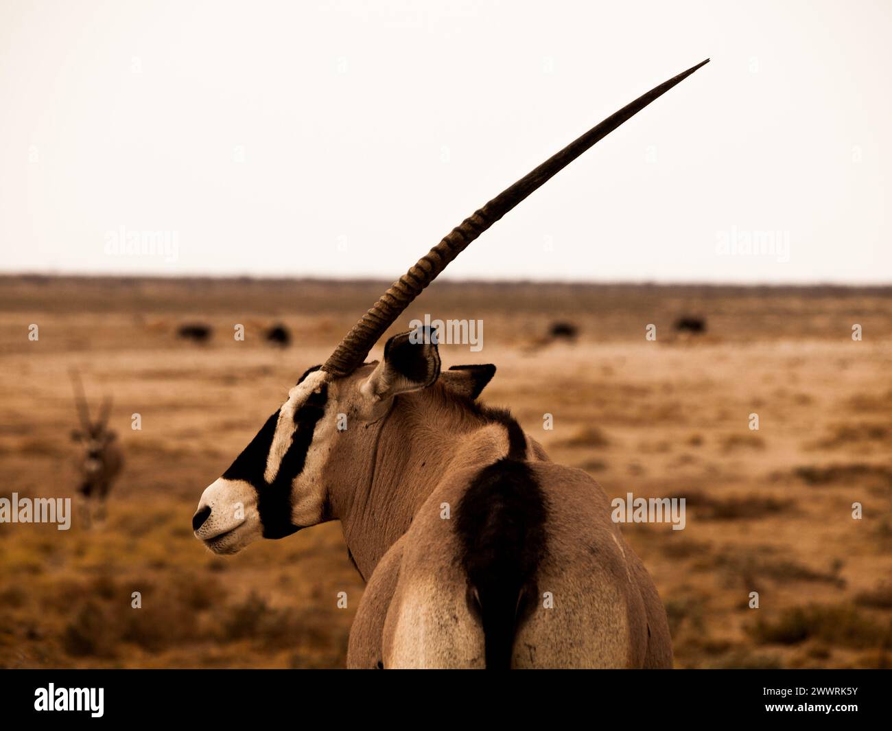 Straight horned antelope hi-res stock photography and images - Alamy