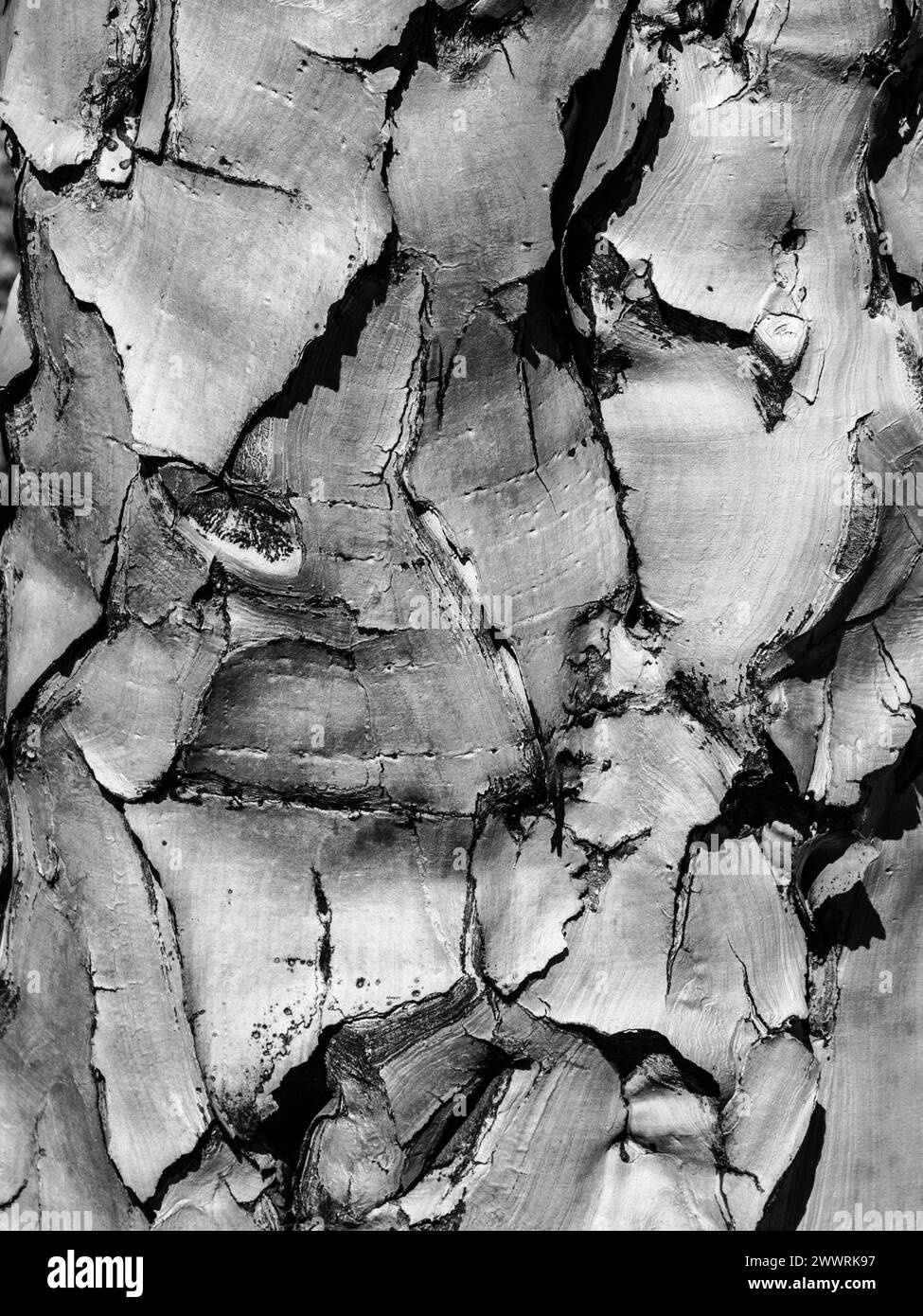 Detailed view of quiver tree bark with typical cracked structure. Black ...
