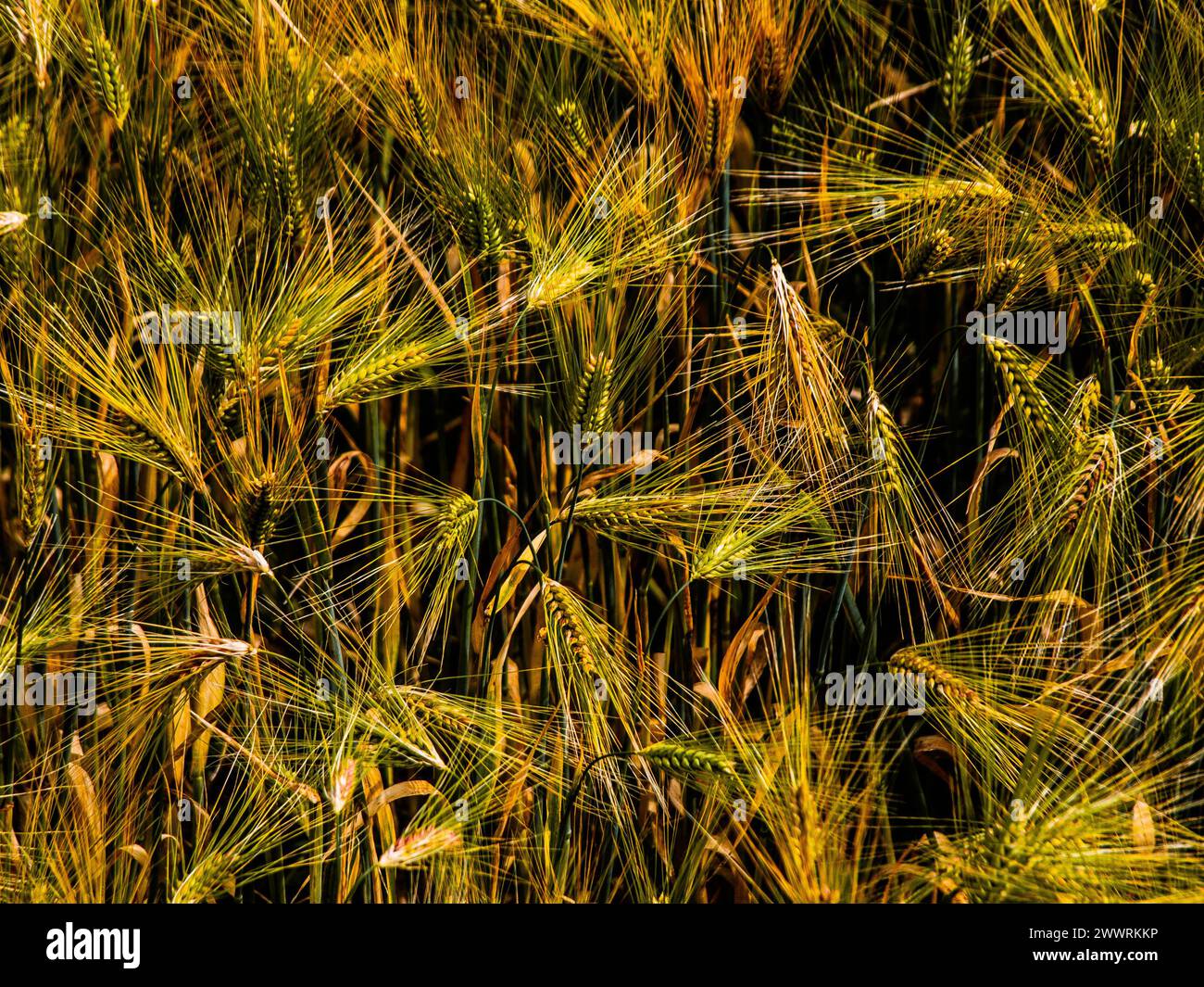 Golden grain field in Yading Stock Photo - Alamy