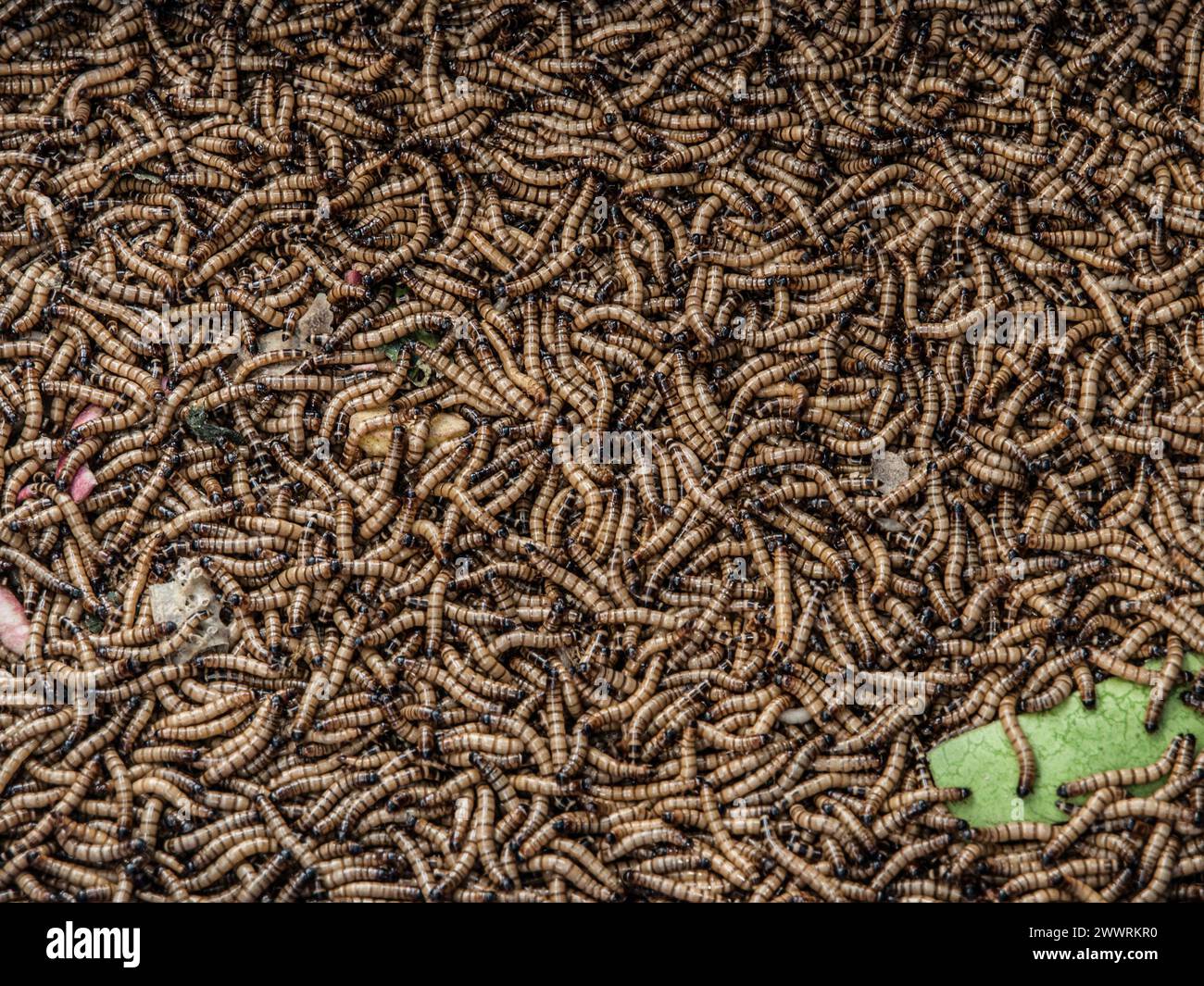 Worms in animal market (Kunming, Yunnan, China Stock Photo - Alamy