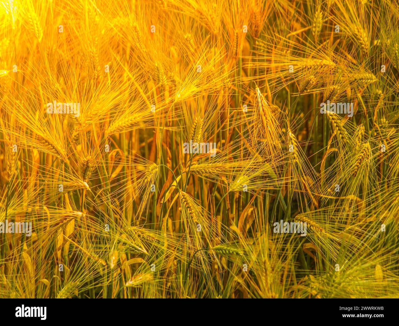 Golden grain field in Yading, China Stock Photo - Alamy