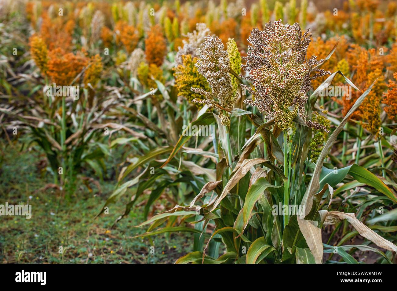 Bushes cereal and forage sorghum plant one kind of mature and grow on ...