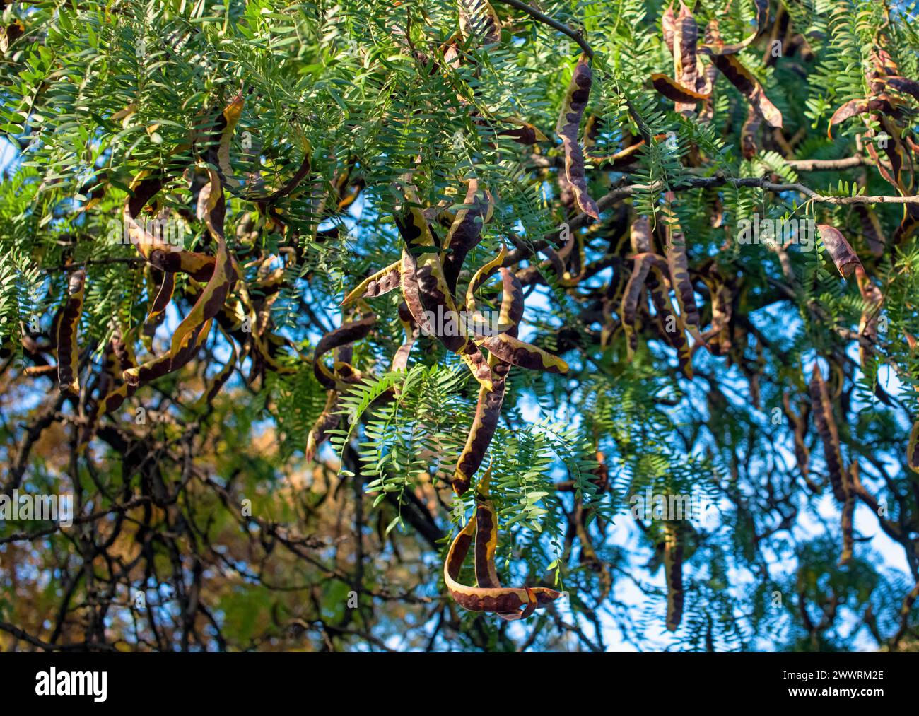Seeds of acacia in the pods on the branches of a tree against the blue ...