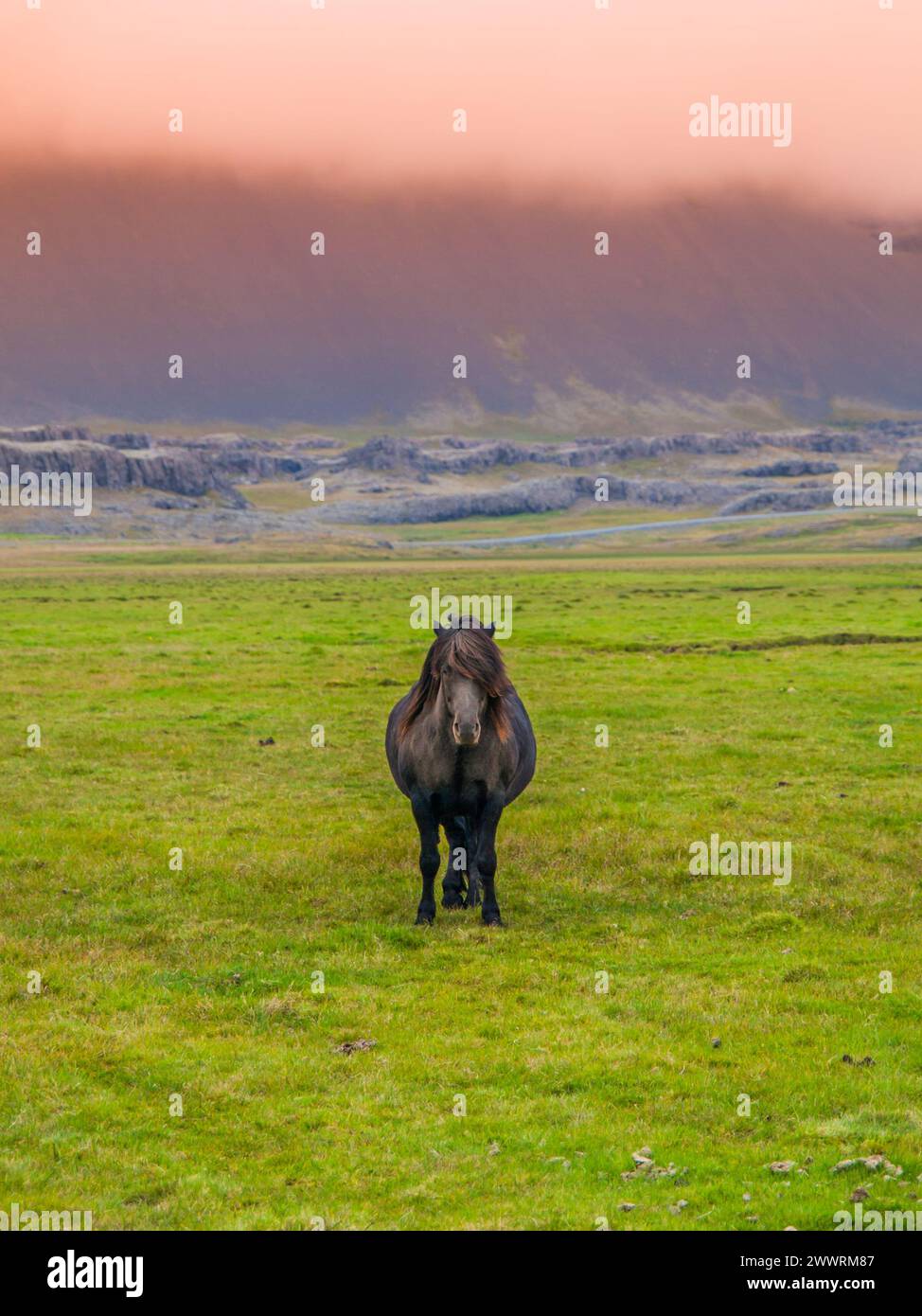 Lonesome icelandic horse, frontal view from a quite far distance ...