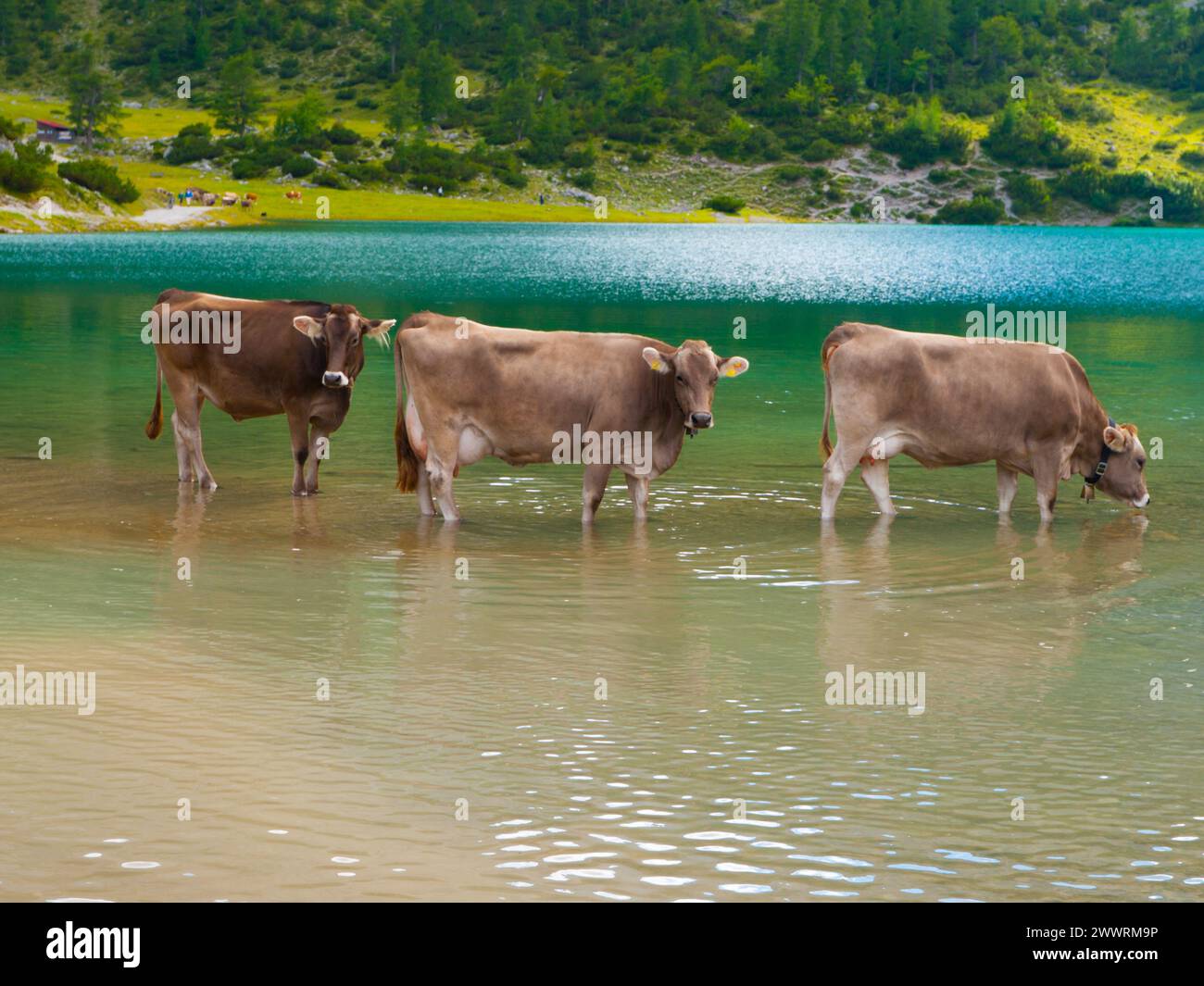 Three alpine cows standing hi-res stock photography and images - Alamy