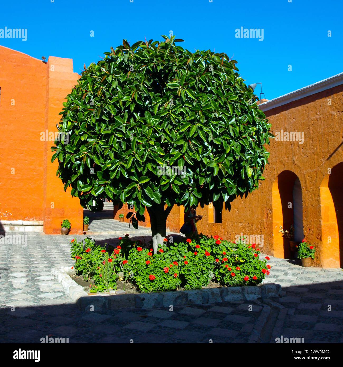 Green tree in Dominican Monastery of Saint Catherine - Santa Catalina ...