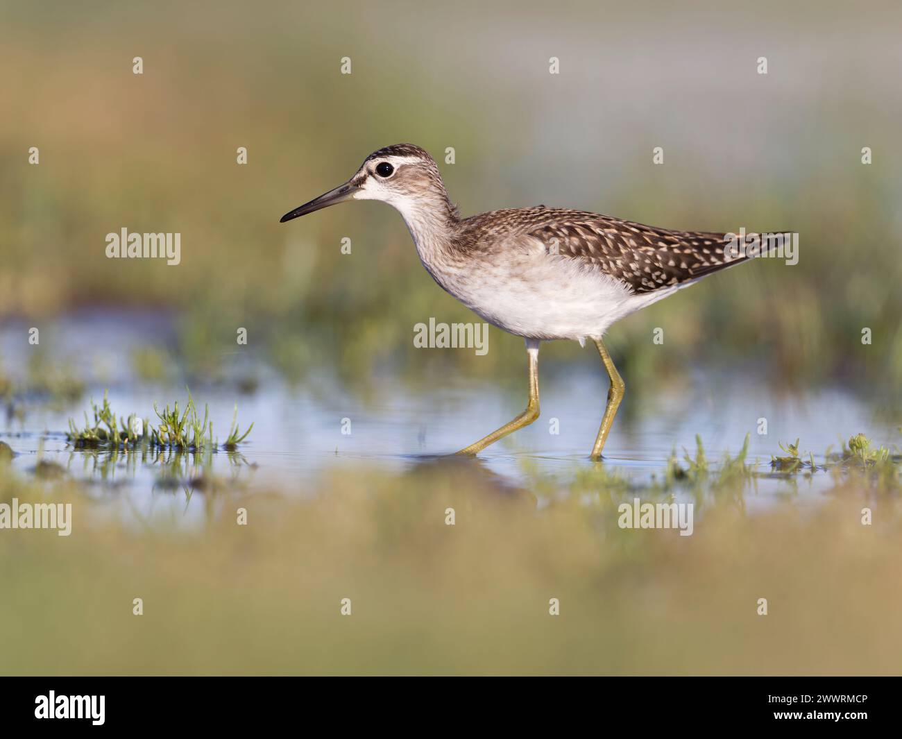 Wood sandpiper, Tringa glareola foraging in shallow water Stock Photo ...