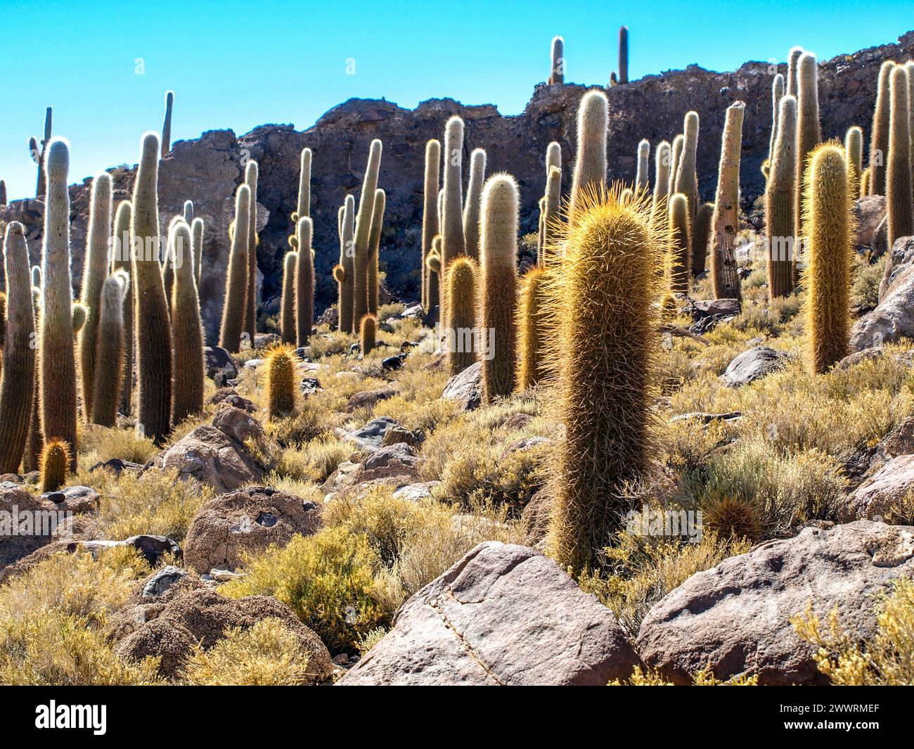 Cactuses on Incahuasi Island, or Inkawasi, or Inka Wasi. Salt flat ...