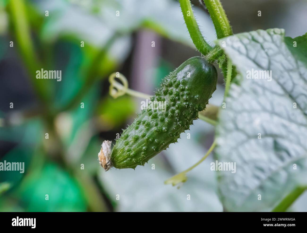Spiny cucumber hi-res stock photography and images - Alamy