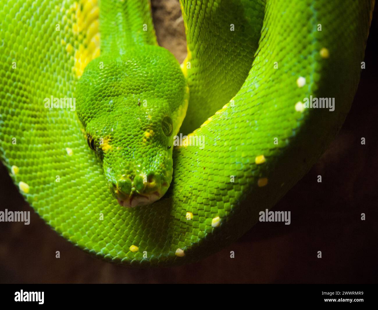 Green tree python, Morelia viridis. rain forest snake hanging on the ...