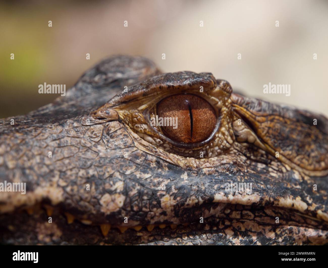 Young amazon caiman hi-res stock photography and images - Alamy