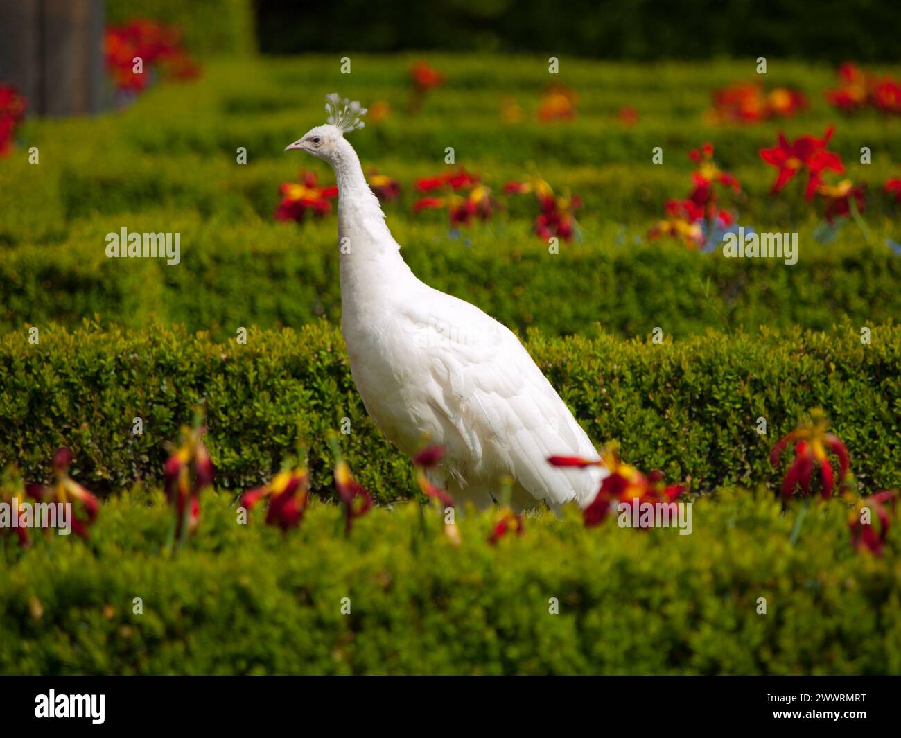 Male peacock in zoo look hi-res stock photography and images - Alamy