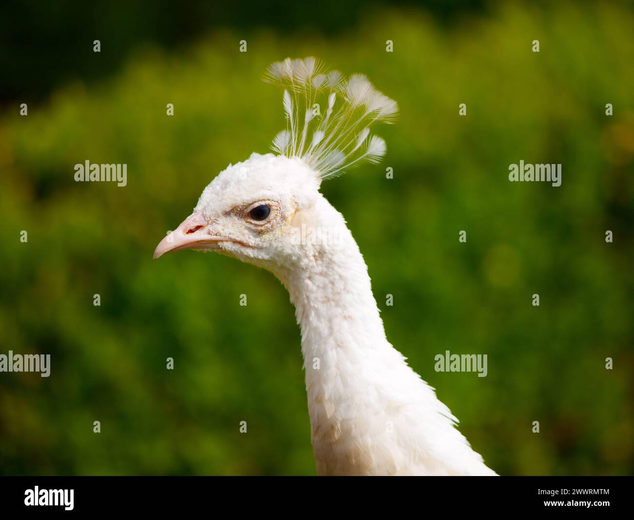Detailed close-up view of white peacock's head Stock Photo - Alamy Detailed close-up view of white peacock's head Stock Photo - Alamy