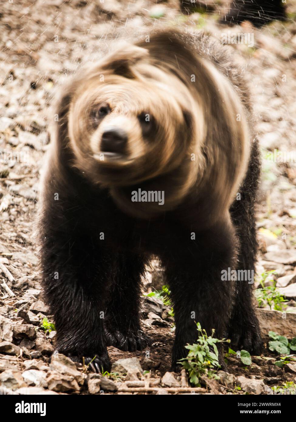 Brown bear shaking water off himself (blurred Stock Photo - Alamy