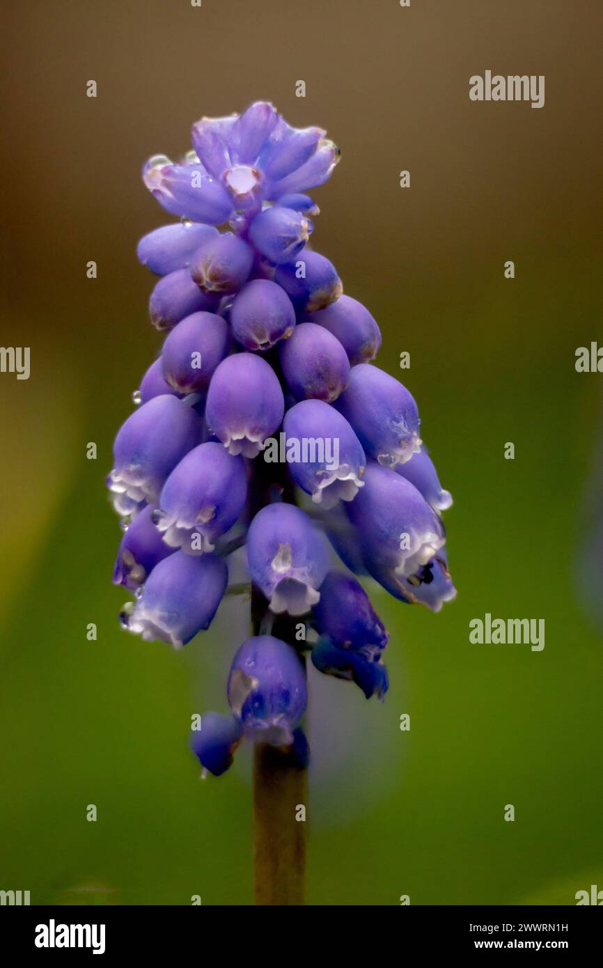 Brighton, March 19th 2024: Grape Hyacinth N.B. THIS IS A FOCUS-STACKED ...