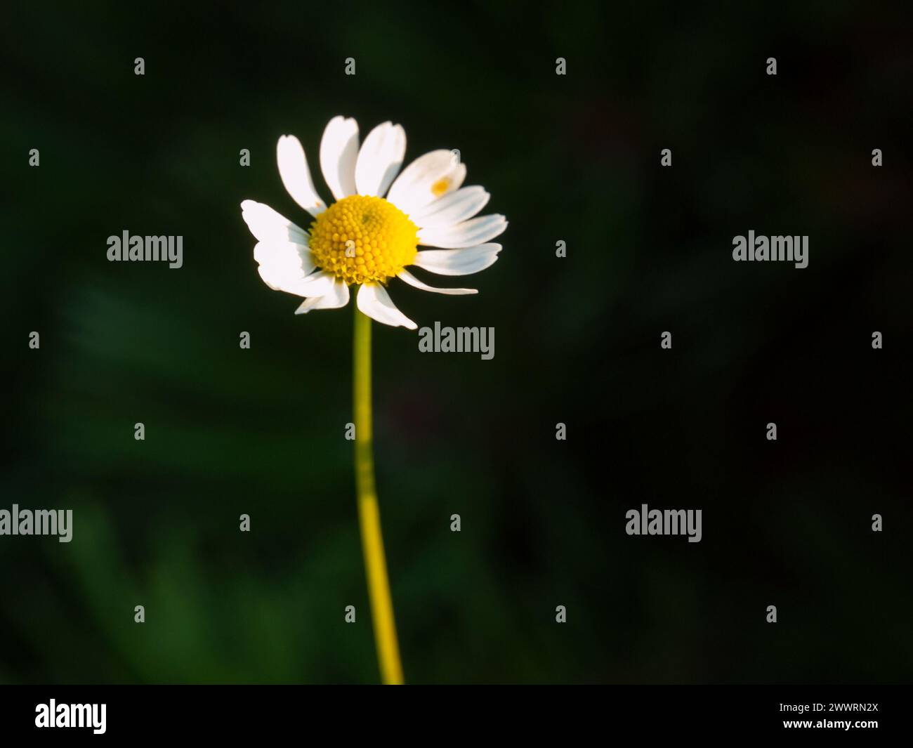 Lonesome daisy flower with dark bokeh backbround Stock Photo - Alamy