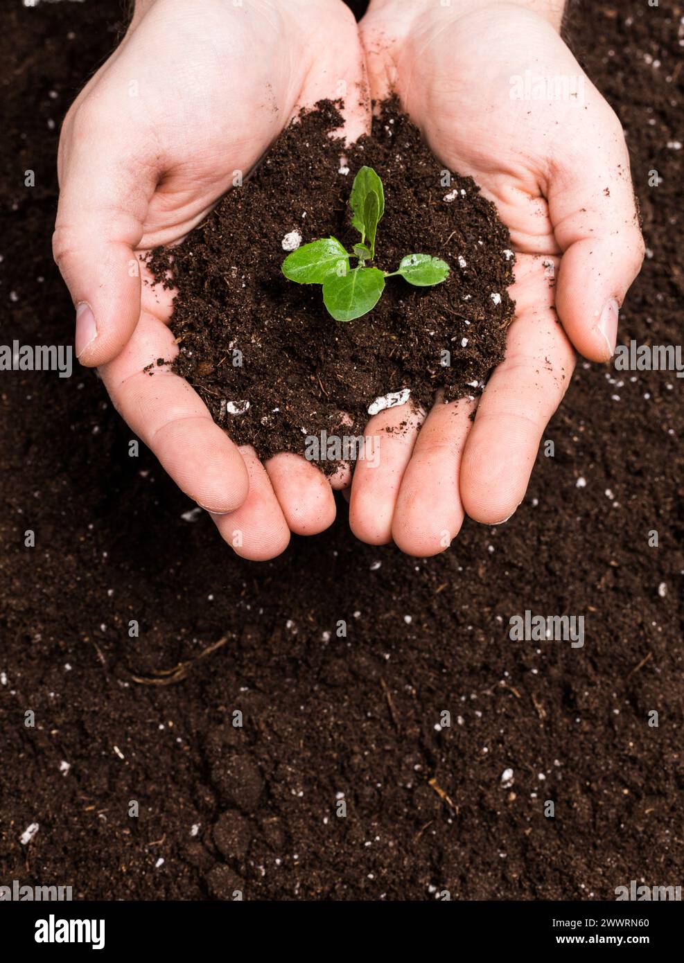 Hands holding sapling in soil surface Stock Photo - Alamy