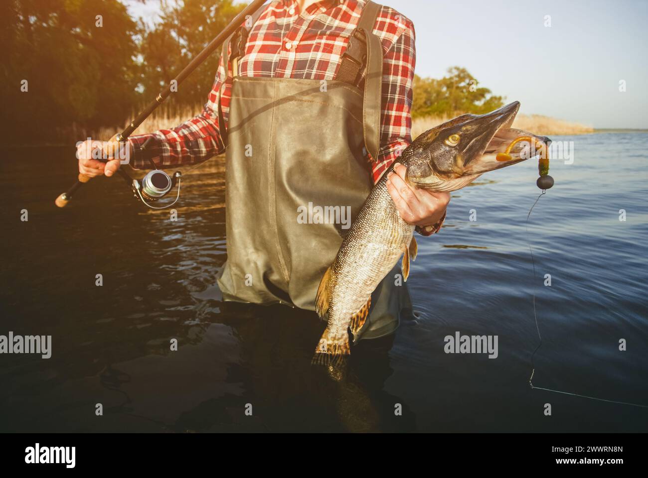 The fisherman is holding a fish pike caught on a hook in a freshwater ...