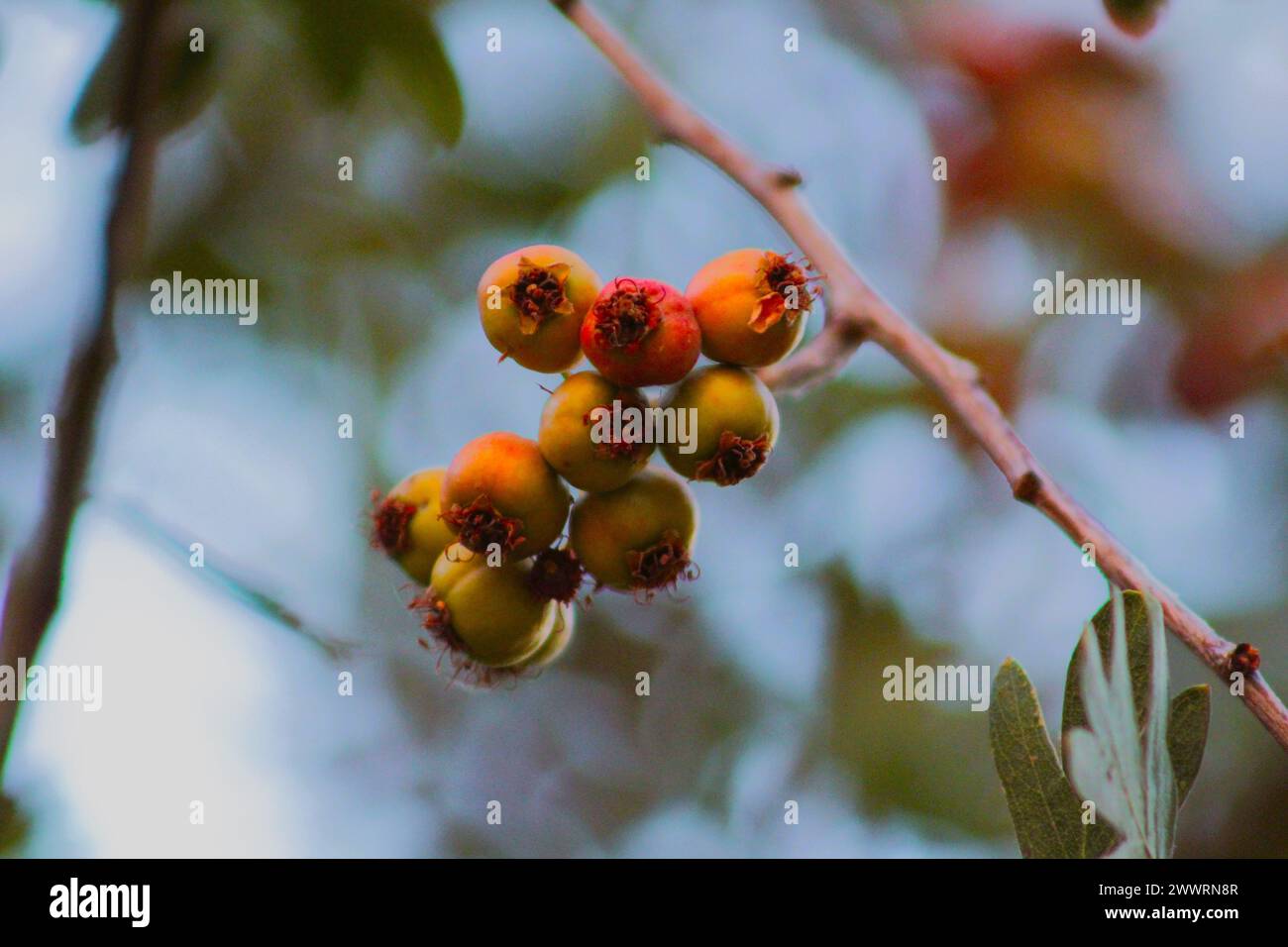 The fruits of Hawthorns (Crataegus rhipidophylla Stock Photo - Alamy