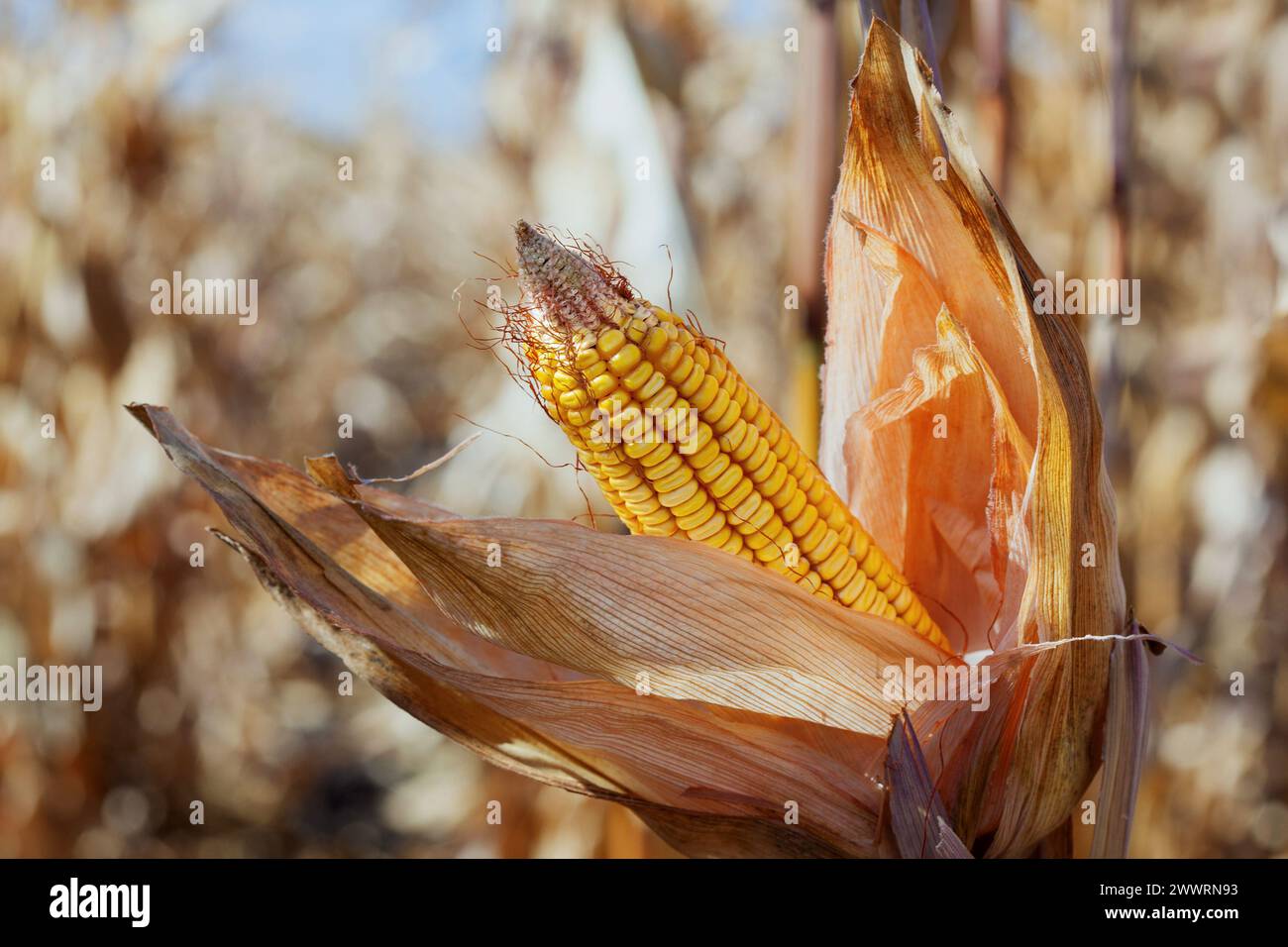 Gmo corn seeds hi-res stock photography and images - Alamy