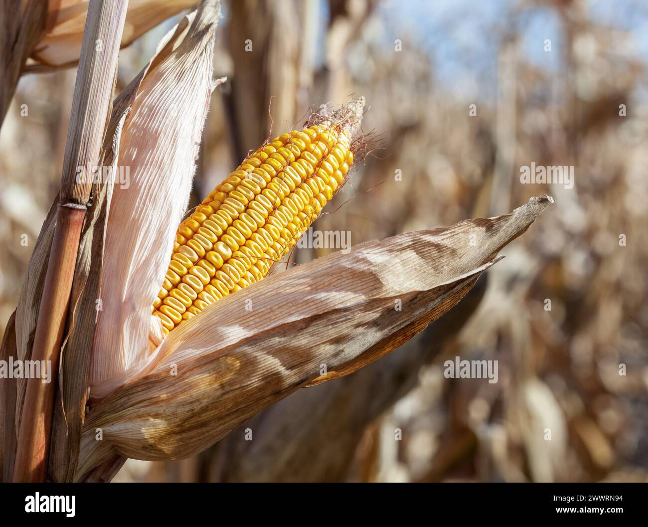 mature yellow cob of sweet corn on the field. Collect corn crop Stock ...