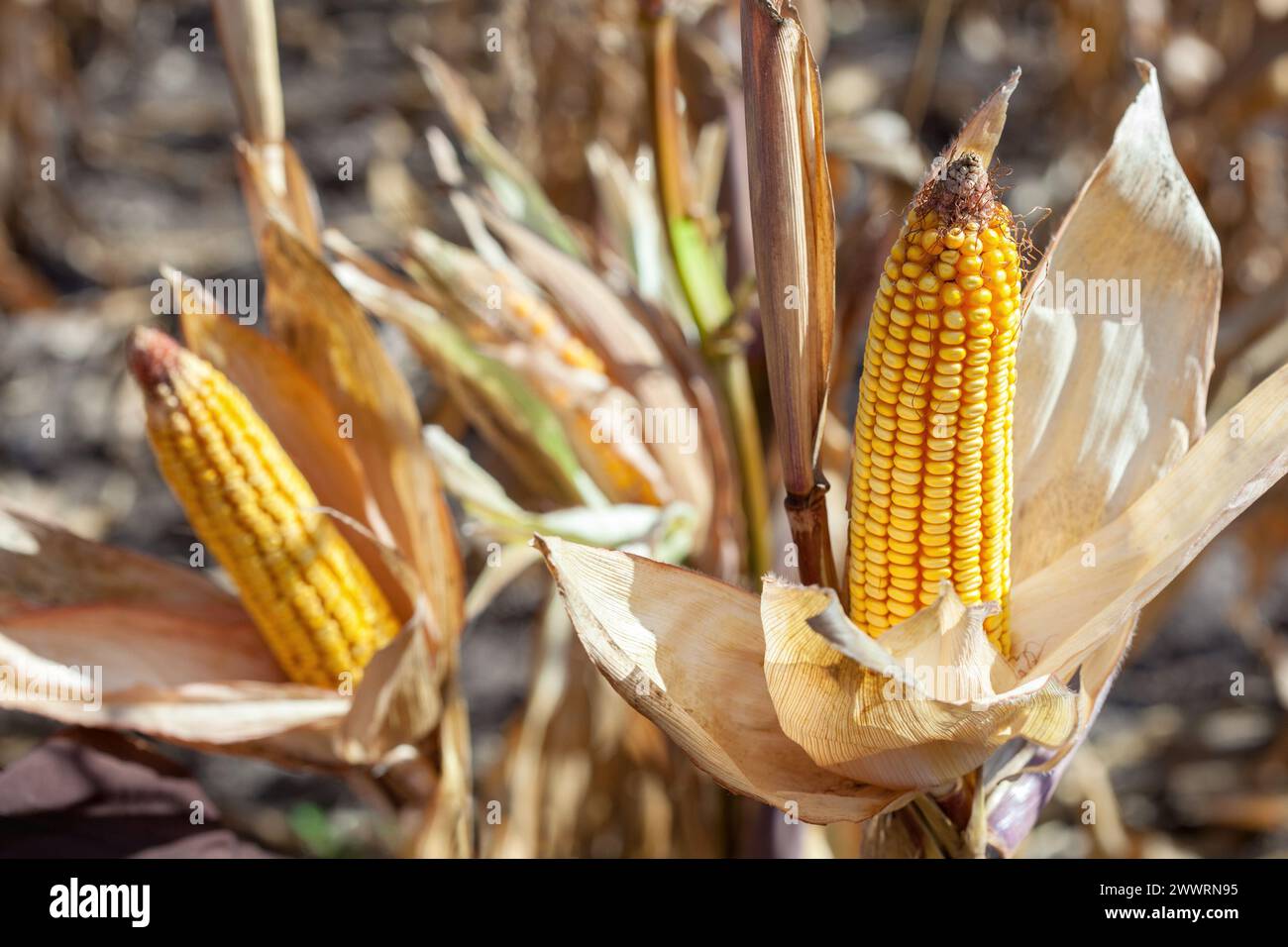 Two mature yellow cob of sweet corn on the field. Collect corn crop ...