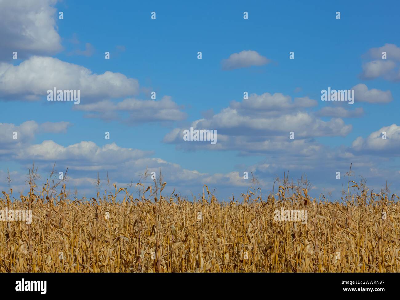 Field of dry corn before harvesting in autumn. The family of cereals ...