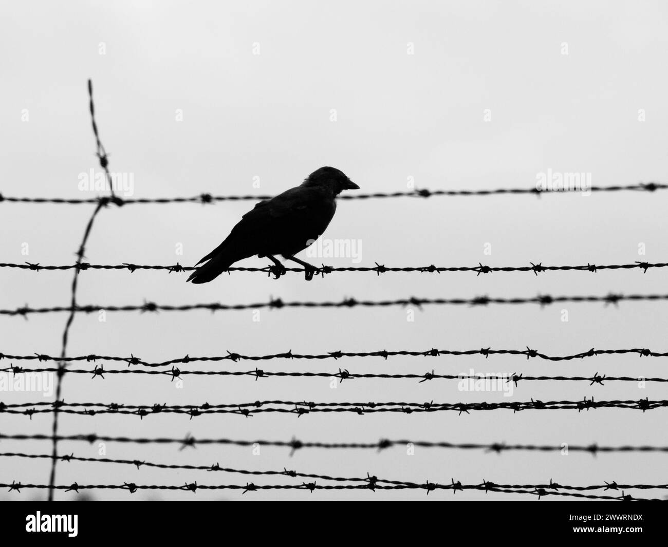 Silhouette of crow sitting on the barb wire fence. Black and white ...