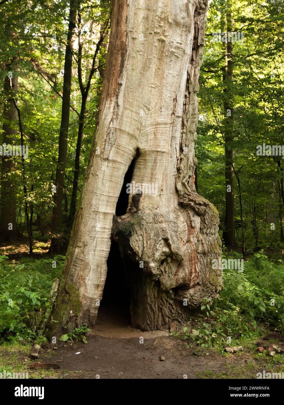 Big old dead oak tree in an oak forest hi-res stock photography and ...