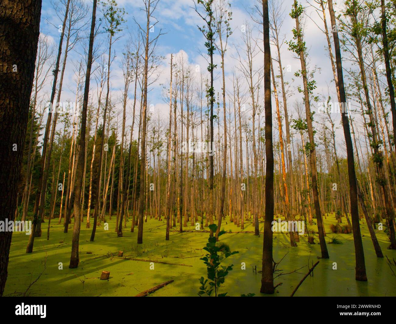 Green swamp full of algae in the forest Stock Photo - Alamy