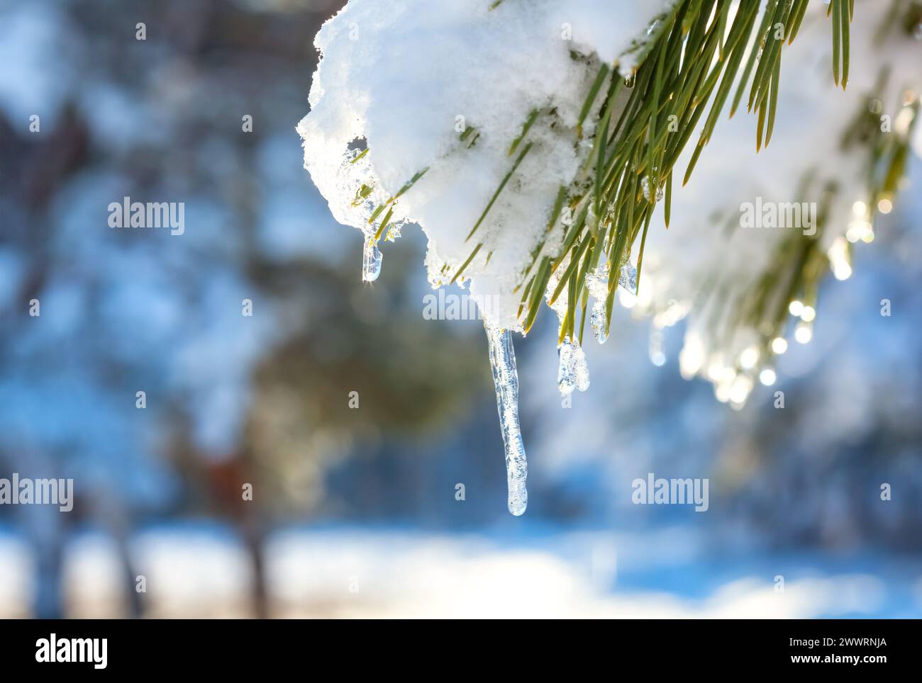 Icicles on pine branches hi-res stock photography and images - Alamy