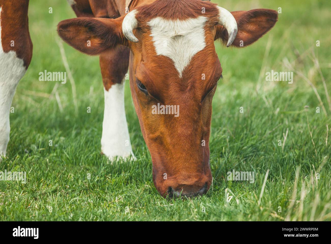 A young horned cow of brown color lies on a meadow. Breeding animals on ...