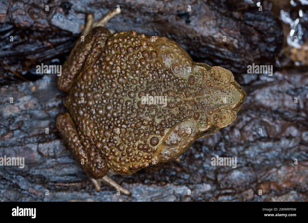 Toad aga in a natural habitat close-up Stock Photo - Alamy